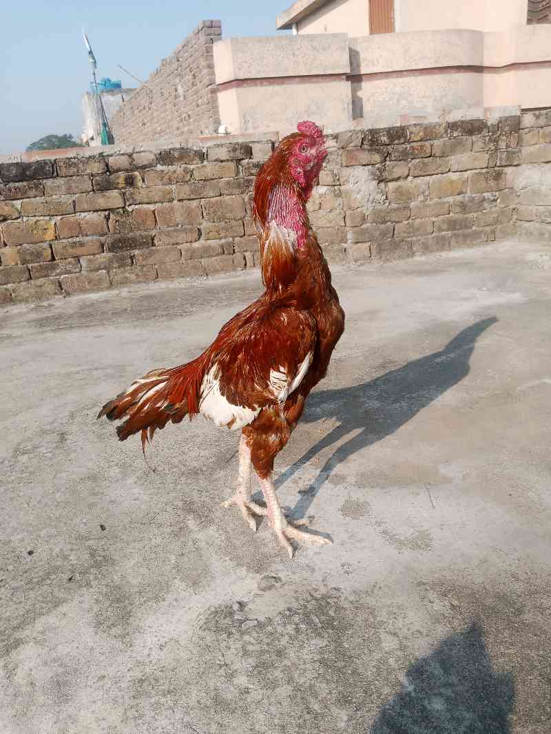 Aseel Murgha - Pets - GilgitApp