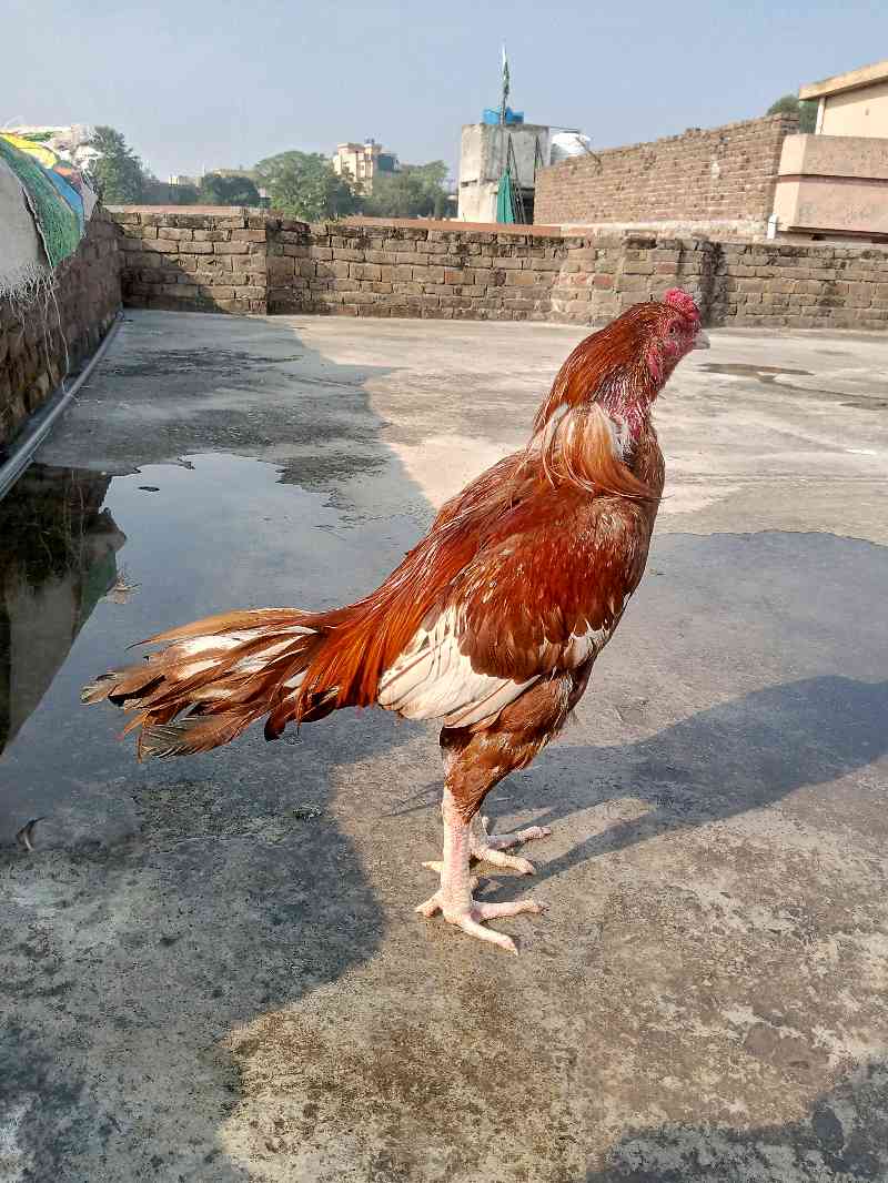 Aseel Murgha - Pets - GilgitApp