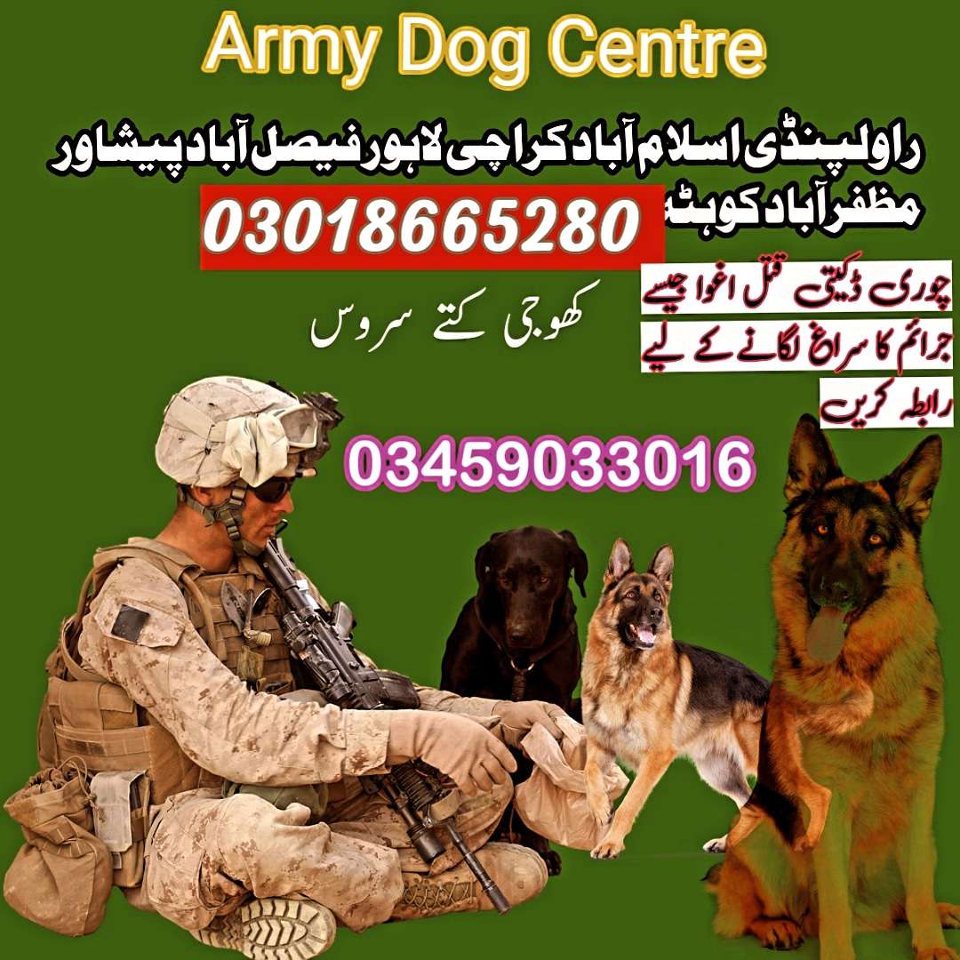 Army Dog Center Lahore 03009780927 Training Dog - Pets - GilgitApp
